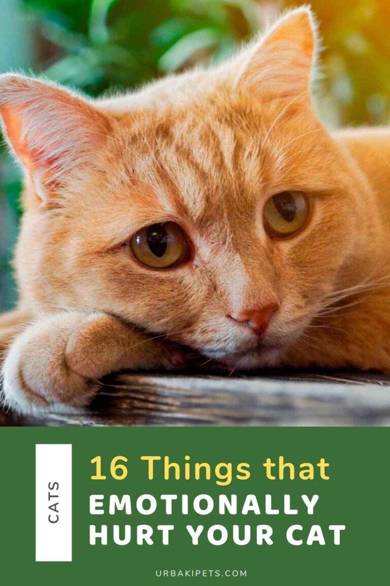 16 Things that Emotionally Hurt Your Cat – Urbaki Pets