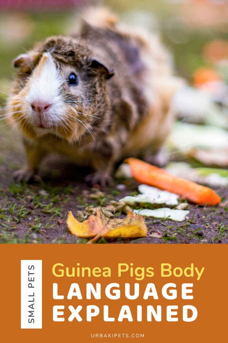Increible! Guinea Pigs Body Language Explained – Urbaki Pets