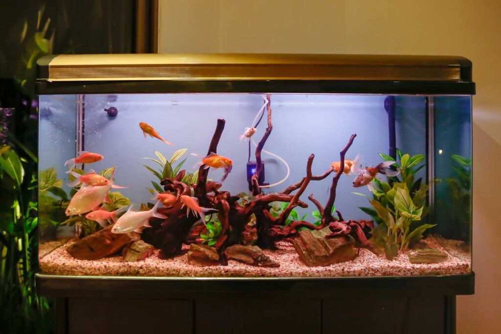 Creating an Eco-Friendly Fish Tank: Best Sustainable Practices – Urbaki ...