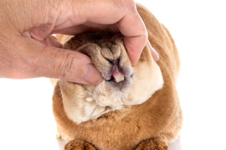 Dental Health in Rabbits: Importance and Prevention Methods – Urbaki Pets