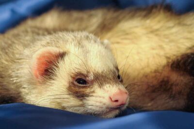Unique Ways to Bond with Your Ferret: Play and Exercise Ideas – Urbaki Pets