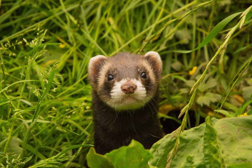 Unique Ways to Bond with Your Ferret: Play and Exercise Ideas – Urbaki Pets