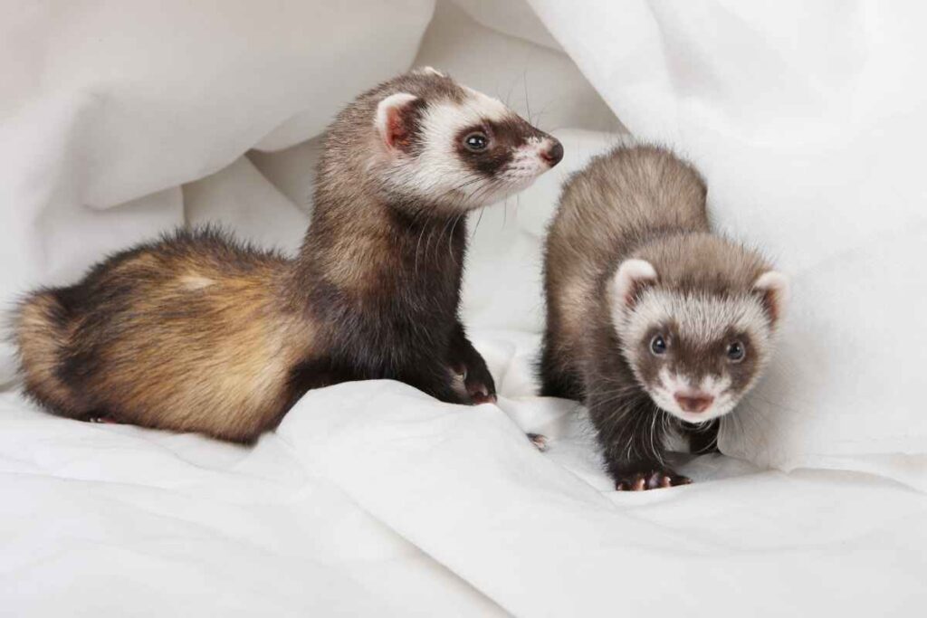 Unique Ways to Bond with Your Ferret: Play and Exercise Ideas – Urbaki Pets