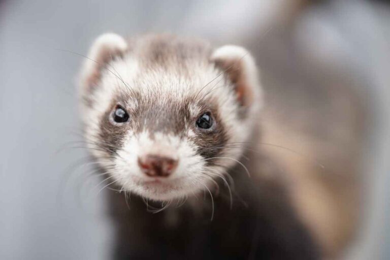 Unique Ways to Bond with Your Ferret: Play and Exercise Ideas – Urbaki Pets