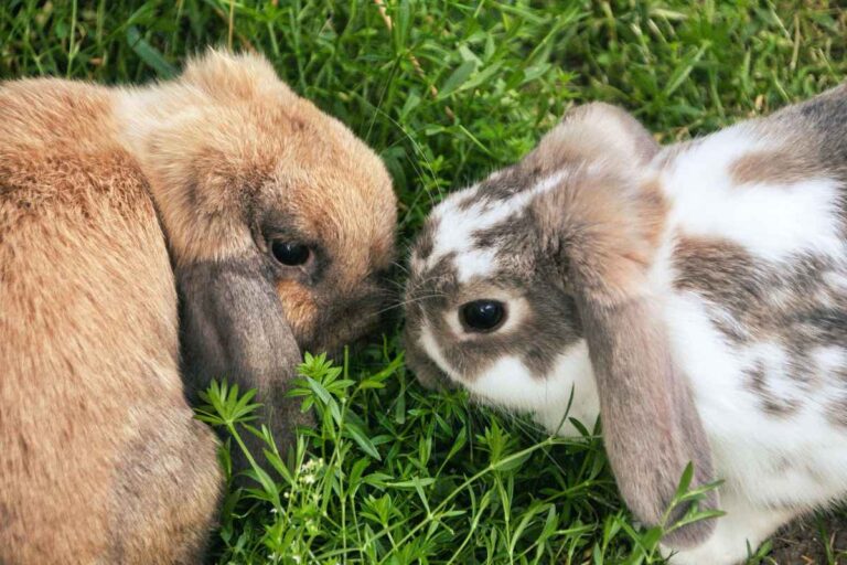 Rabbit Body Language: What Those Ears and Nose Twitches Really Mean ...