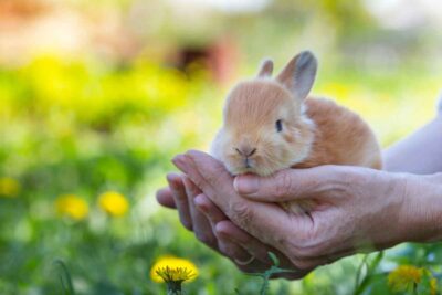 Rabbit Body Language: What Those Ears and Nose Twitches Really Mean ...