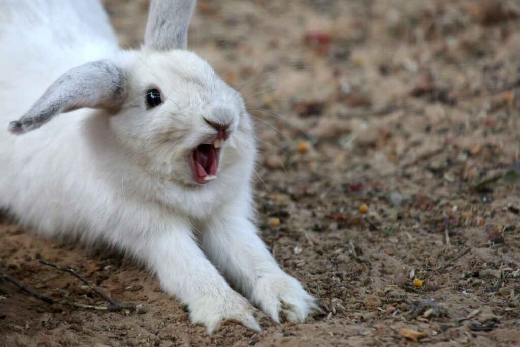 Rabbit Body Language: What Those Ears and Nose Twitches Really Mean ...