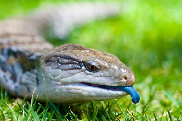 Training Reptiles: Can You Really Teach a Lizard to Follow Commands ...