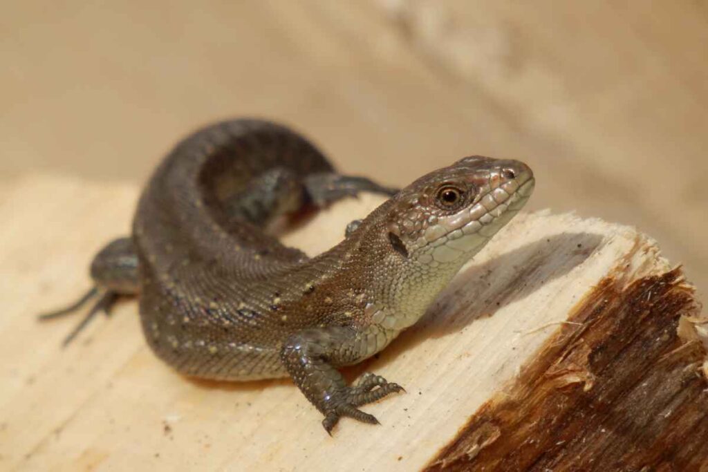Training Reptiles: Can You Really Teach a Lizard to Follow Commands ...