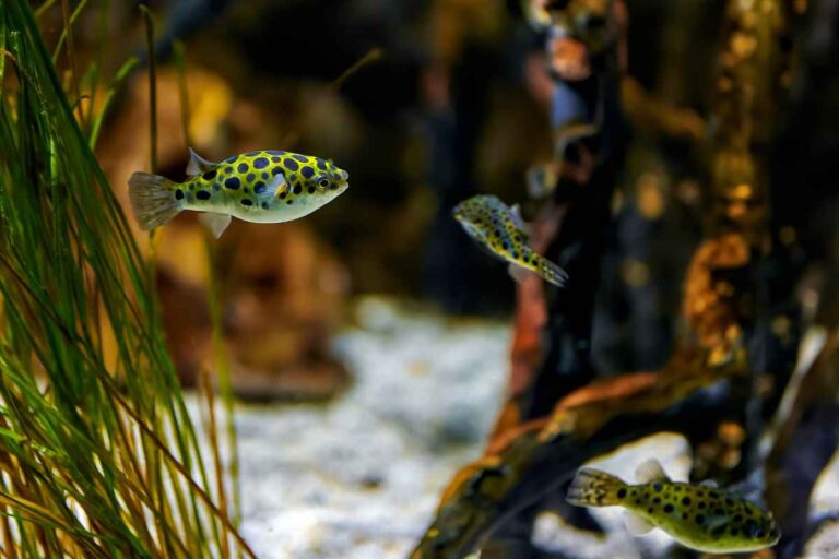 How to Breed Pea Pufferfish – Urbaki Pets