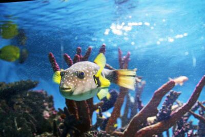 How to Breed Pea Pufferfish – Urbaki Pets