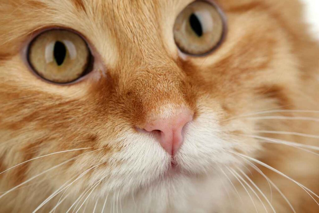 Cat Whiskers: Why They’re More Important Than You Think – Urbaki Pets