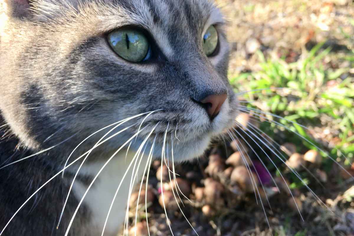 Cat Whiskers: Why They’re More Important Than You Think – Urbaki Pets