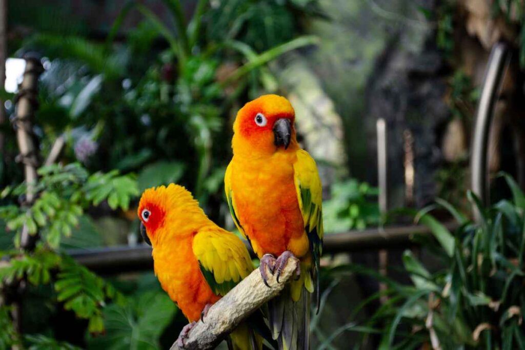 How to Help Your Parrot Develop a Rich Vocabulary – Urbaki Pets