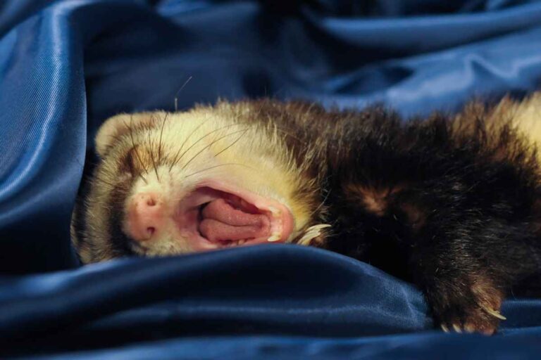 Understanding the Sleep Patterns of Ferrets: Why They Sleep So Much ...