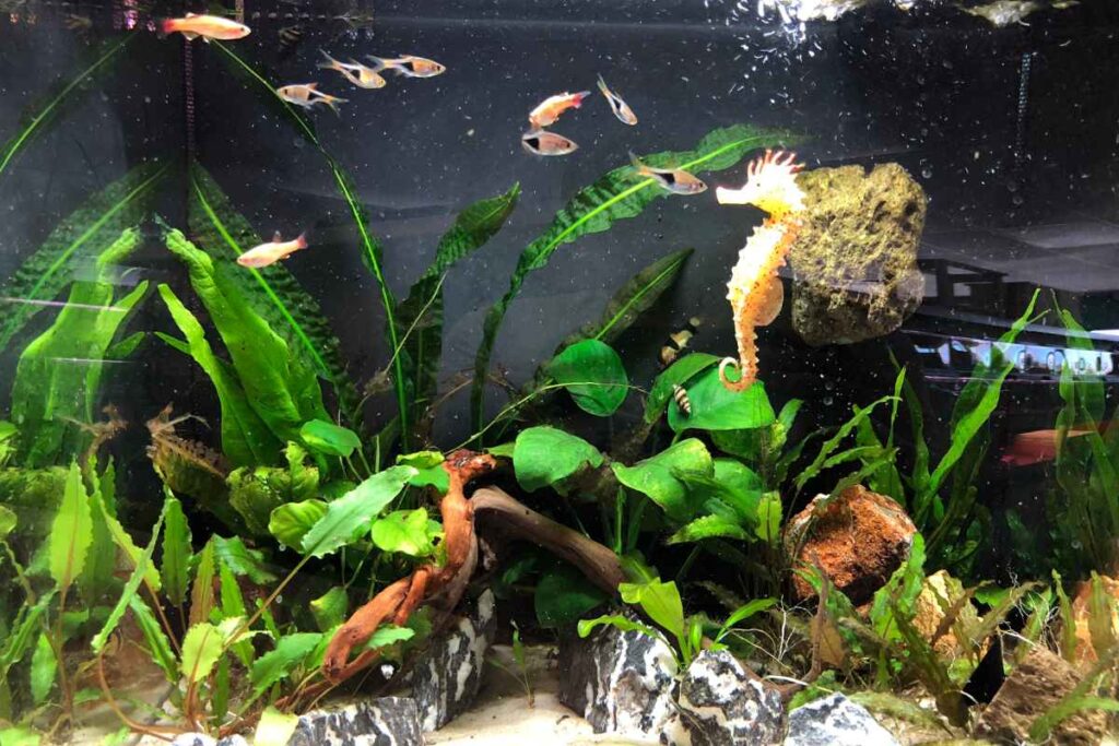 Creating an Eco-Friendly Fish Tank: Best Sustainable Practices – Urbaki ...