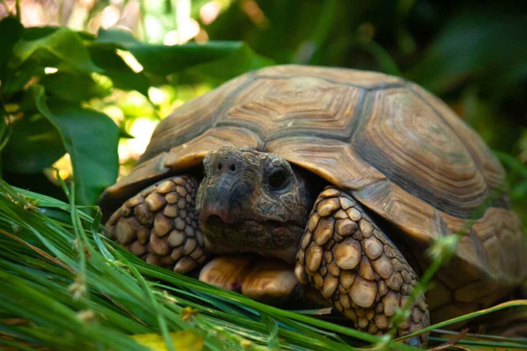 Crucial for Their Overall Health! Tortoise Daily Care Routine – Urbaki Pets