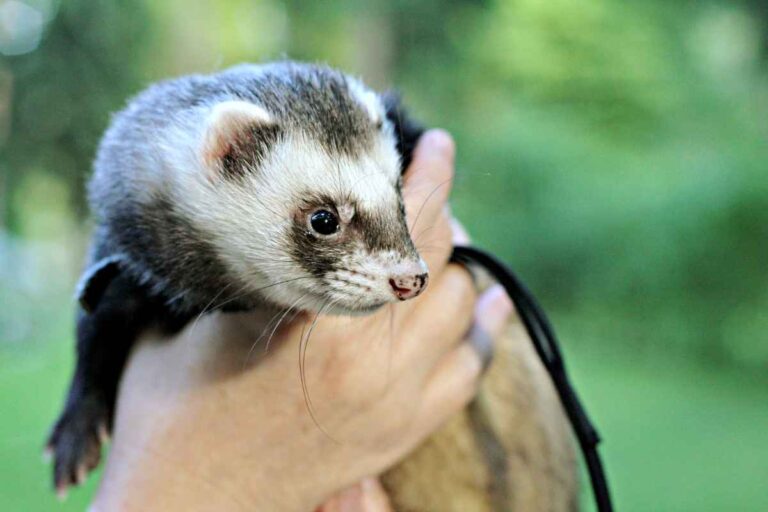 The Best Toys for Ferrets: Keeping Them Engaged and Happy – Urbaki Pets