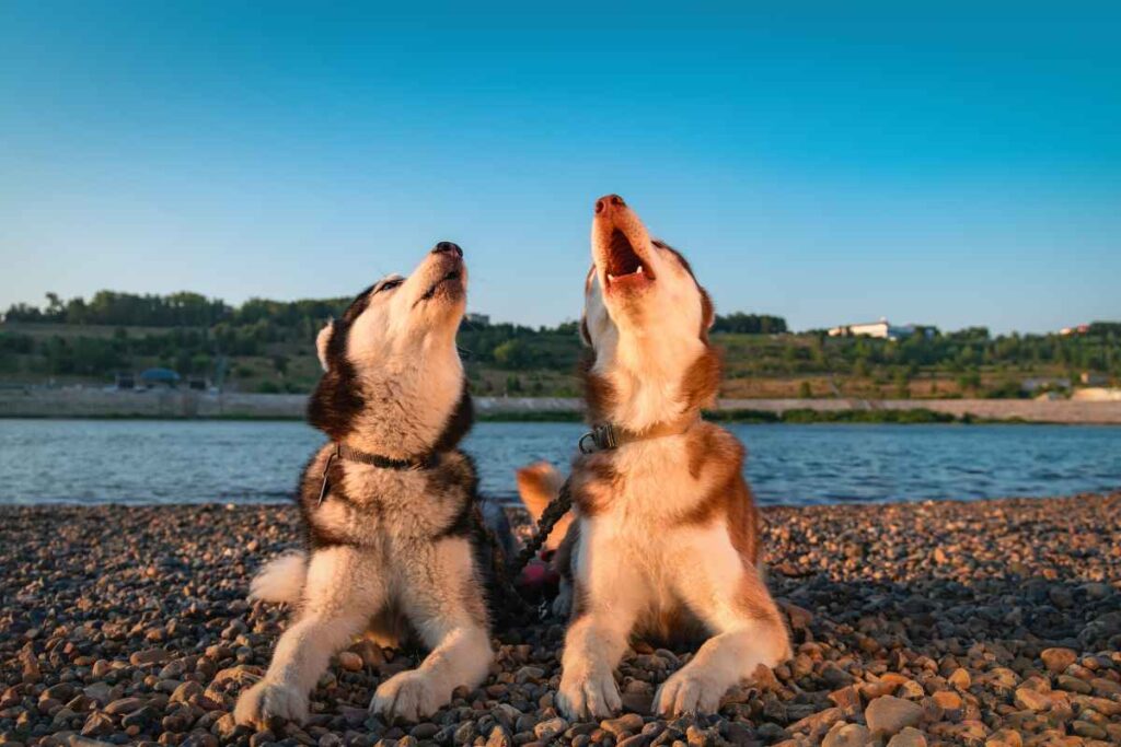 How do Lunar Phases Influence the Behavior of Dogs? – Urbaki Pets