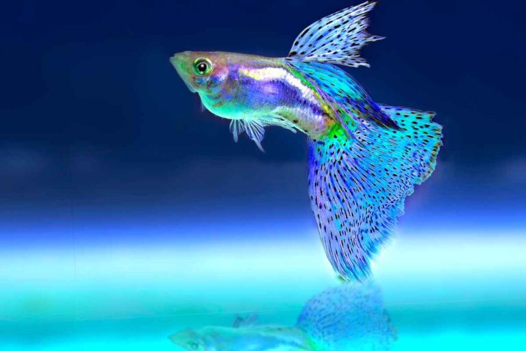 How to Know if your Fish is Stressed and What to Do About it? – Urbaki Pets