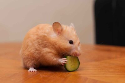 The Best Natural Foods to Improve Dental Health in Hamsters – Urbaki Pets