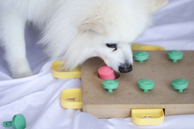 Interactive Play for Dogs: Using Technology to Stimulate Their Minds ...