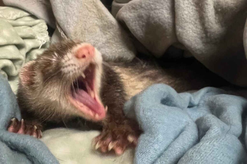 The Importance of Socialization for Ferrets: Group Play and Interaction ...