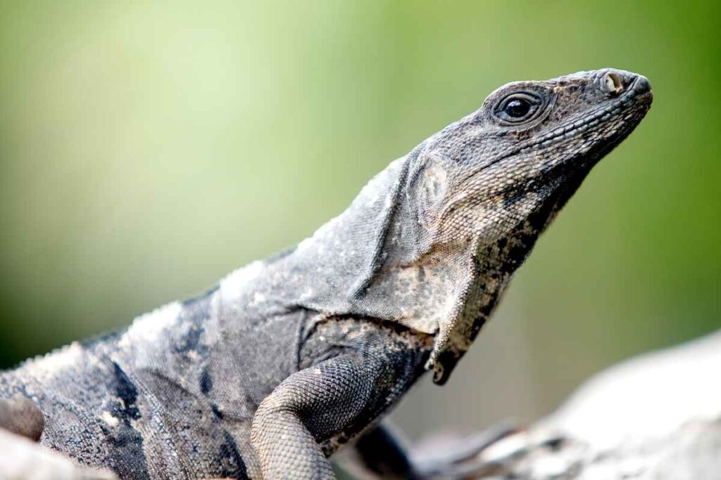 Training Reptiles: Can You Really Teach a Lizard to Follow Commands ...