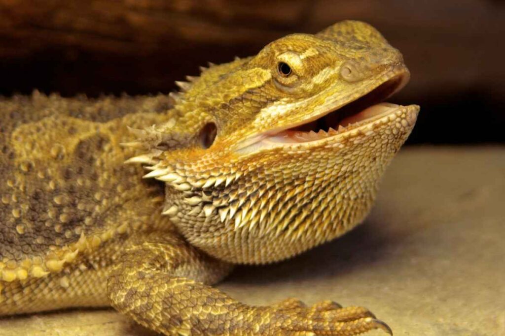 Training Reptiles: Can You Really Teach a Lizard to Follow Commands ...