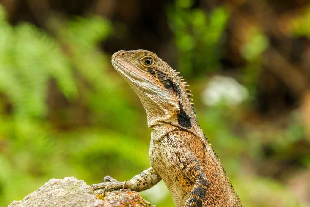 Training Reptiles: Can You Really Teach a Lizard to Follow Commands ...