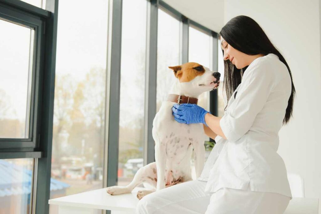How do Lunar Phases Influence the Behavior of Dogs? – Urbaki Pets