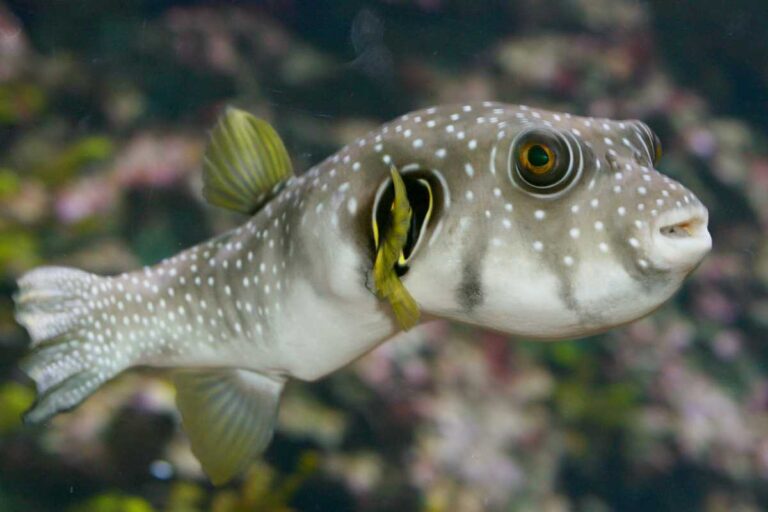 How to Breed Pea Pufferfish – Urbaki Pets