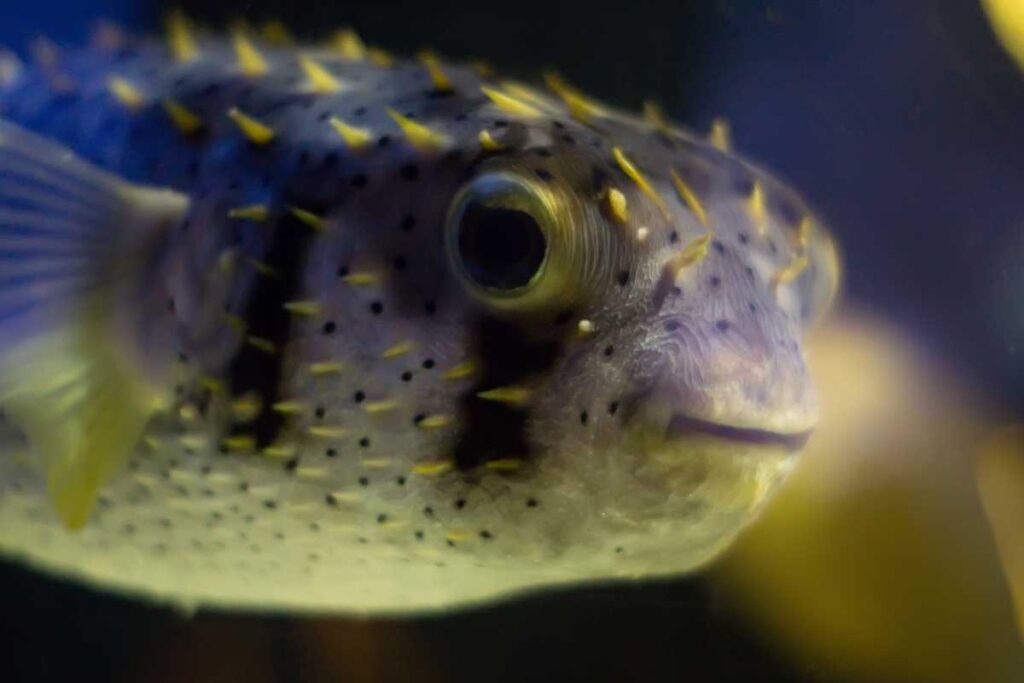 How to Breed Pea Pufferfish – Urbaki Pets