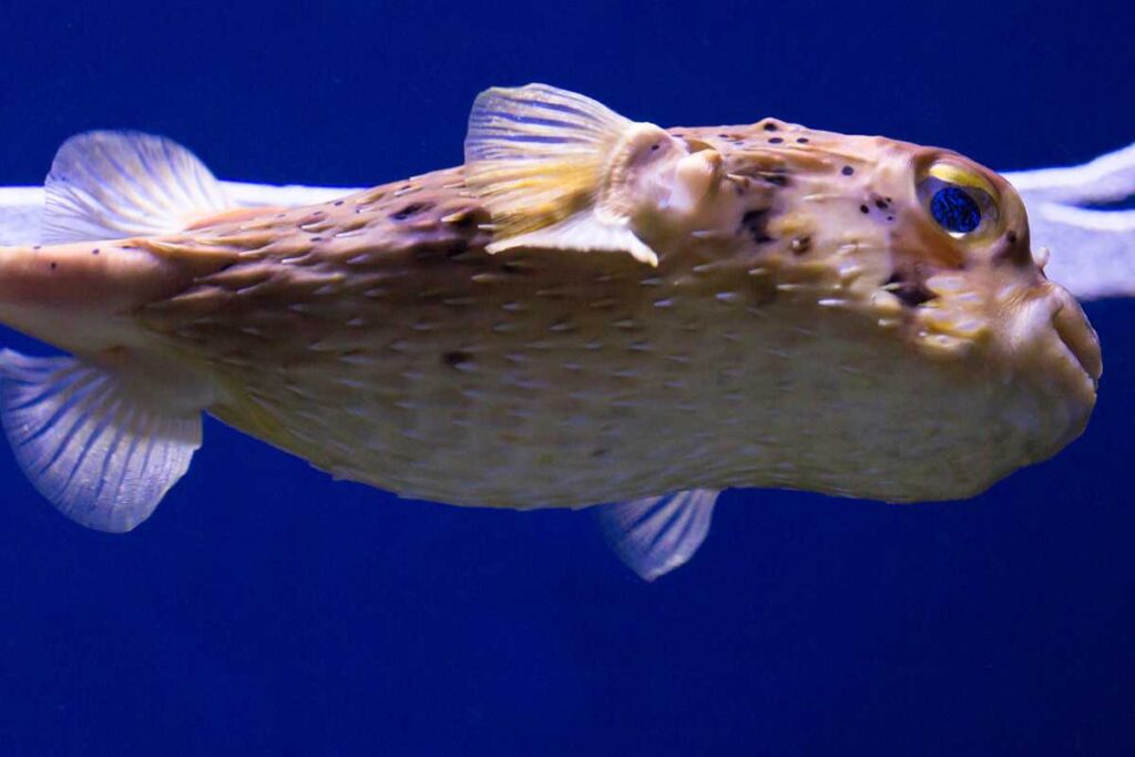 How to Breed Pea Pufferfish – Urbaki Pets
