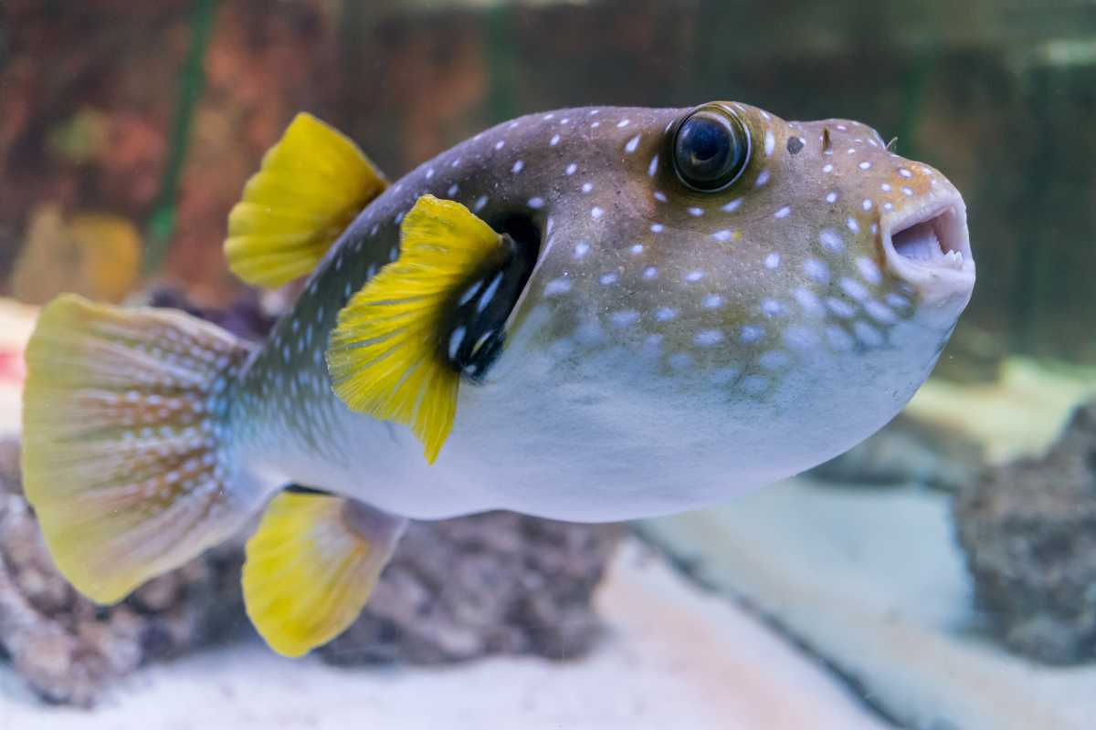 How to Breed Pea Pufferfish – Urbaki Pets