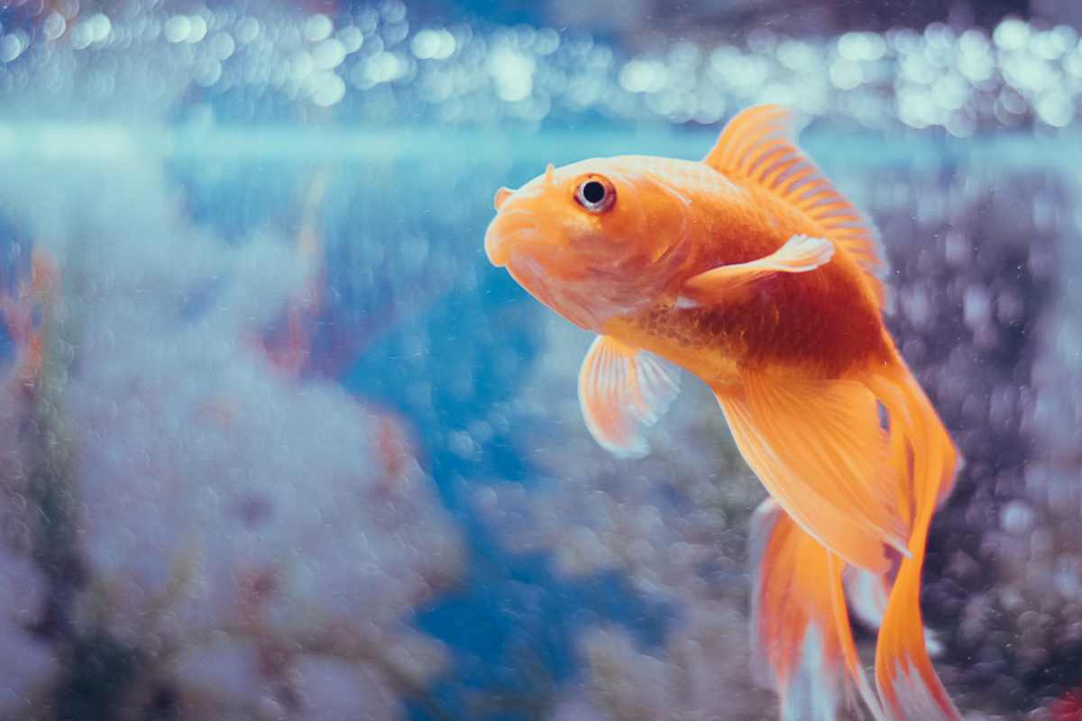How to Know if your Fish is Stressed and What to Do About it? – Urbaki Pets