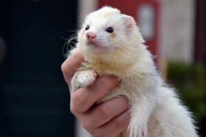 Unique Ways to Bond with Your Ferret: Play and Exercise Ideas – Urbaki Pets