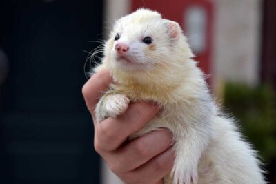 Unique Ways to Bond with Your Ferret: Play and Exercise Ideas – Urbaki Pets