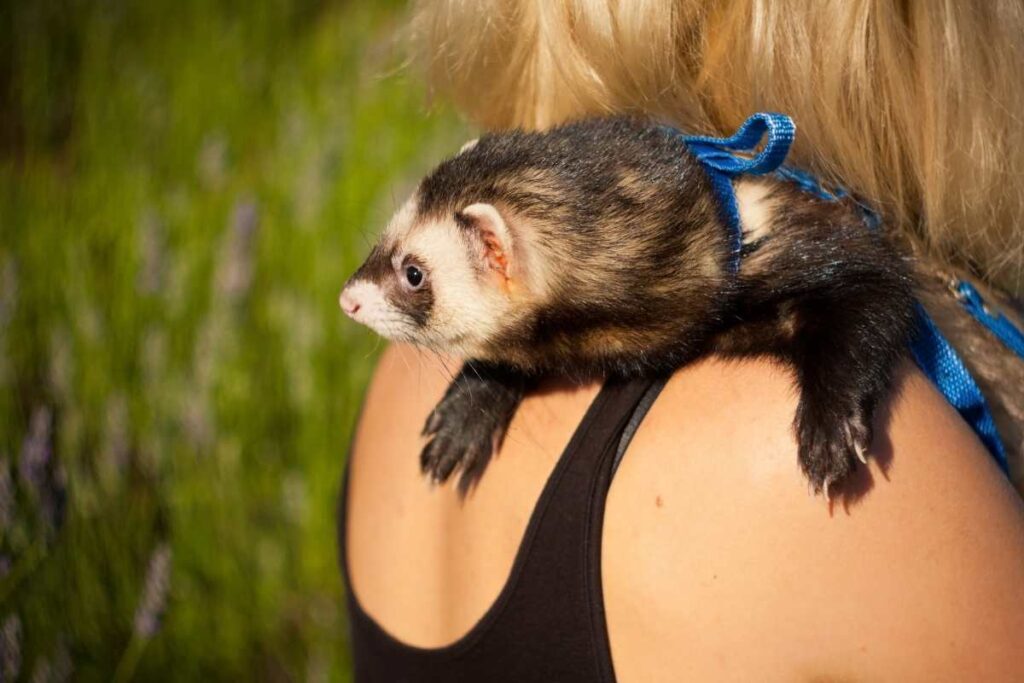 Unique Ways to Bond with Your Ferret: Play and Exercise Ideas – Urbaki Pets