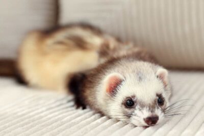 Unique Ways to Bond with Your Ferret: Play and Exercise Ideas – Urbaki Pets