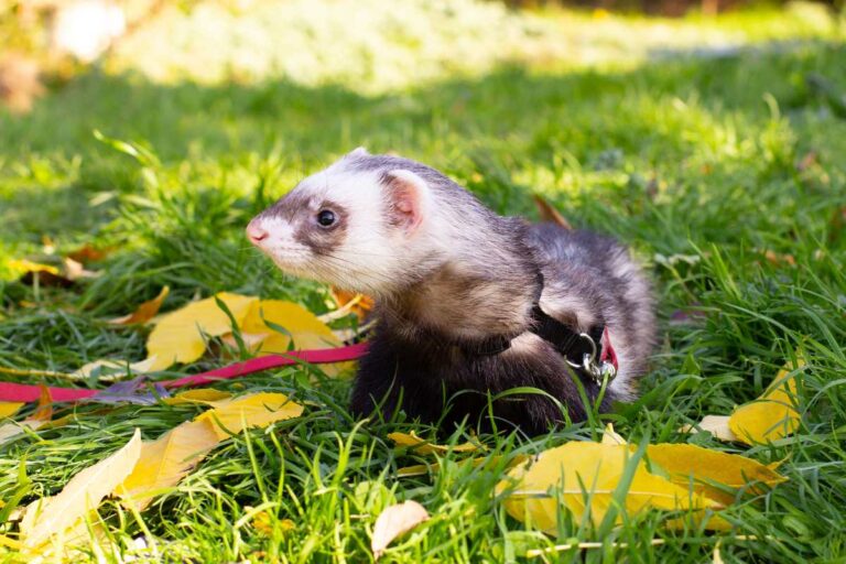 Unique Ways to Bond with Your Ferret: Play and Exercise Ideas – Urbaki Pets