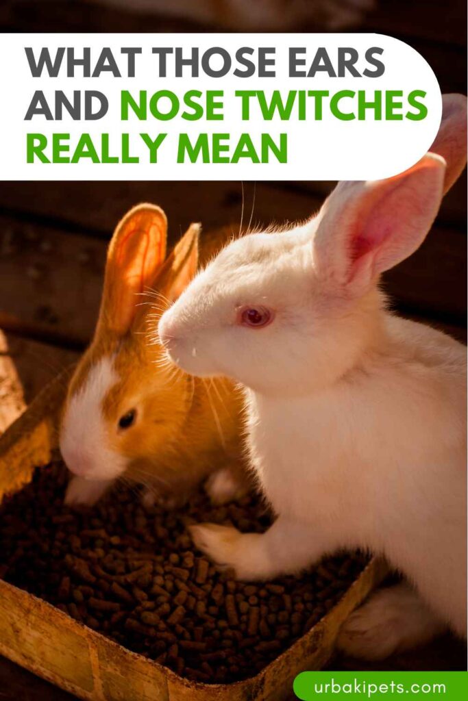 Rabbit Body Language: What Those Ears and Nose Twitches Really Mean ...