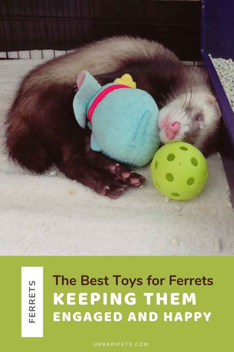 The Best Toys for Ferrets: Keeping Them Engaged and Happy – Urbaki Pets