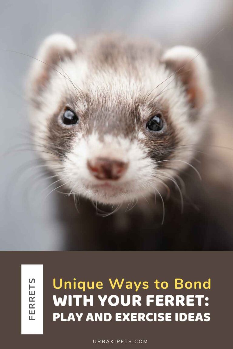 Unique Ways to Bond with Your Ferret: Play and Exercise Ideas – Urbaki Pets