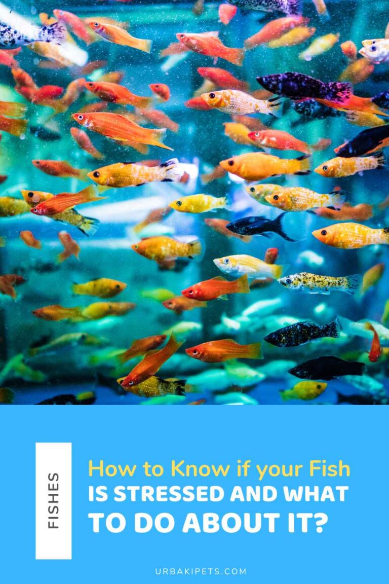 How to Know if your Fish is Stressed and What to Do About it? – Urbaki Pets
