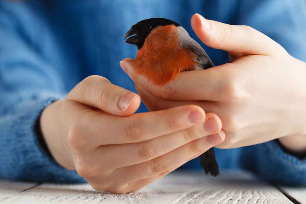 Training Pet Birds: How to Teach Them to Talk and Do Tricks – Urbaki Pets