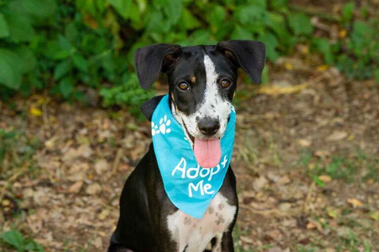 Top 5 Training Tips for Rescue Dogs: How to Help Them Adapt Faster ...