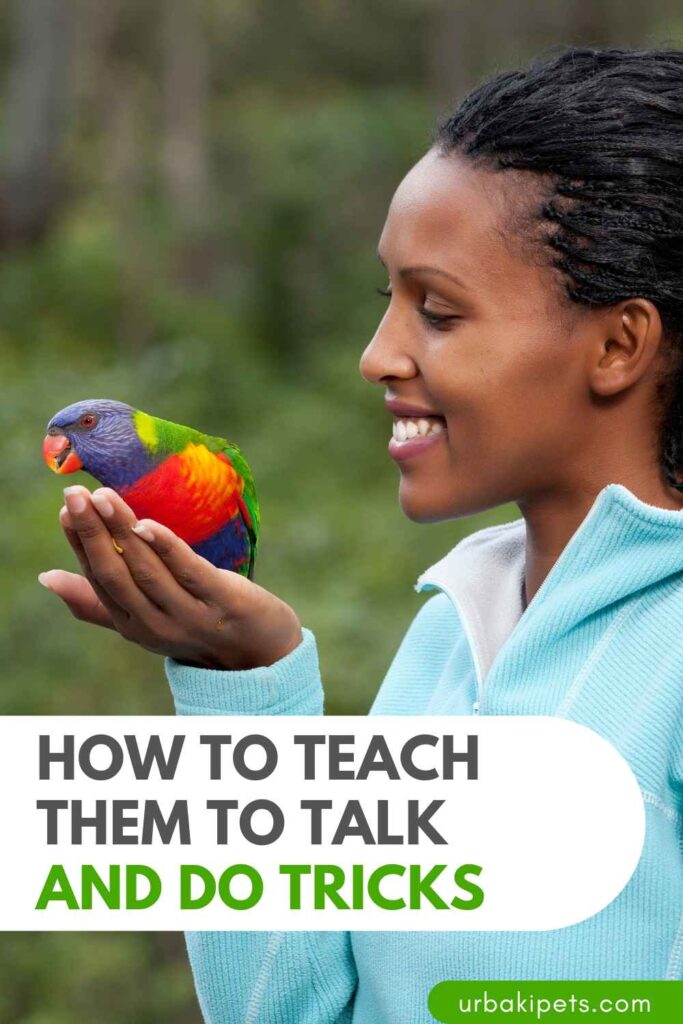 Training Pet Birds: How to Teach Them to Talk and Do Tricks – Urbaki Pets
