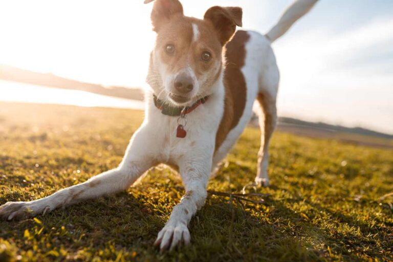 What your Dog’s Facial Expressions Say About his Emotional State ...