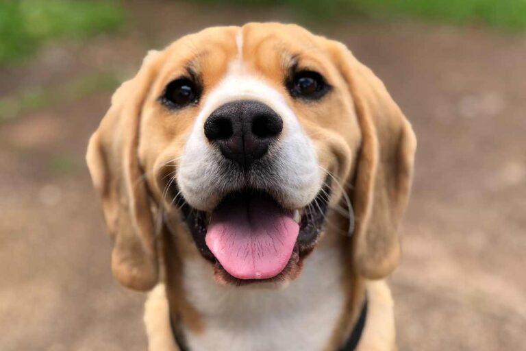 What your Dog’s Facial Expressions Say About his Emotional State ...